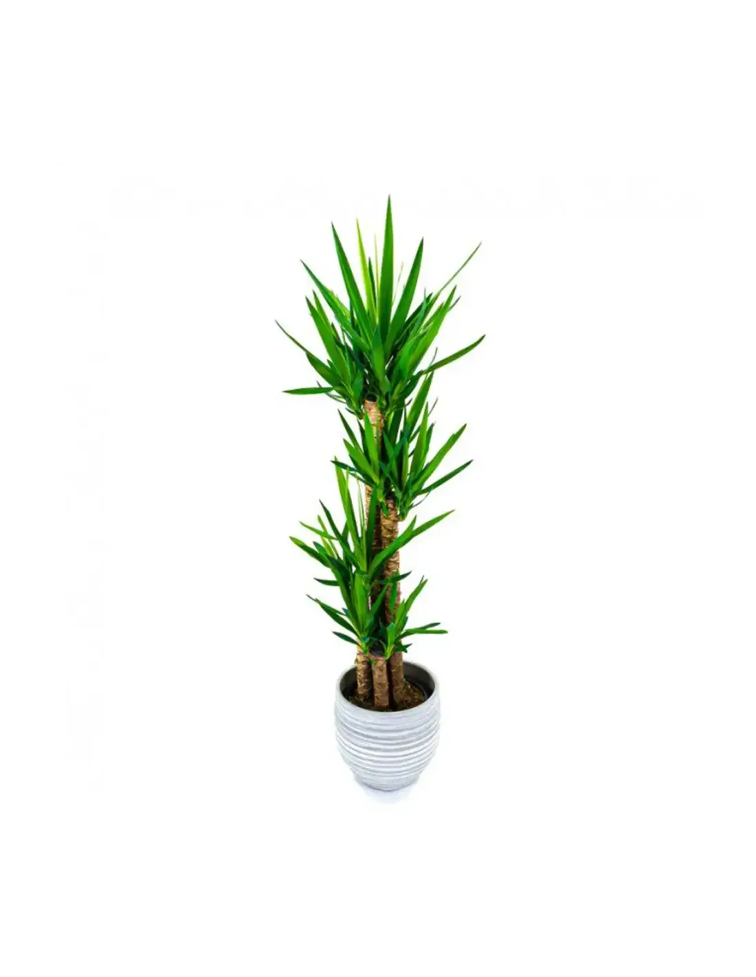 Comprar Yucca en Barcelona | Plantas de Interior
