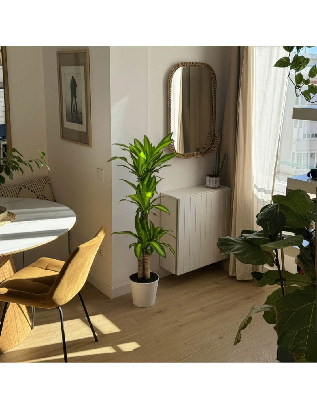 Compra Tronc de Brasil a Barcelona | Plantes d'Interior
