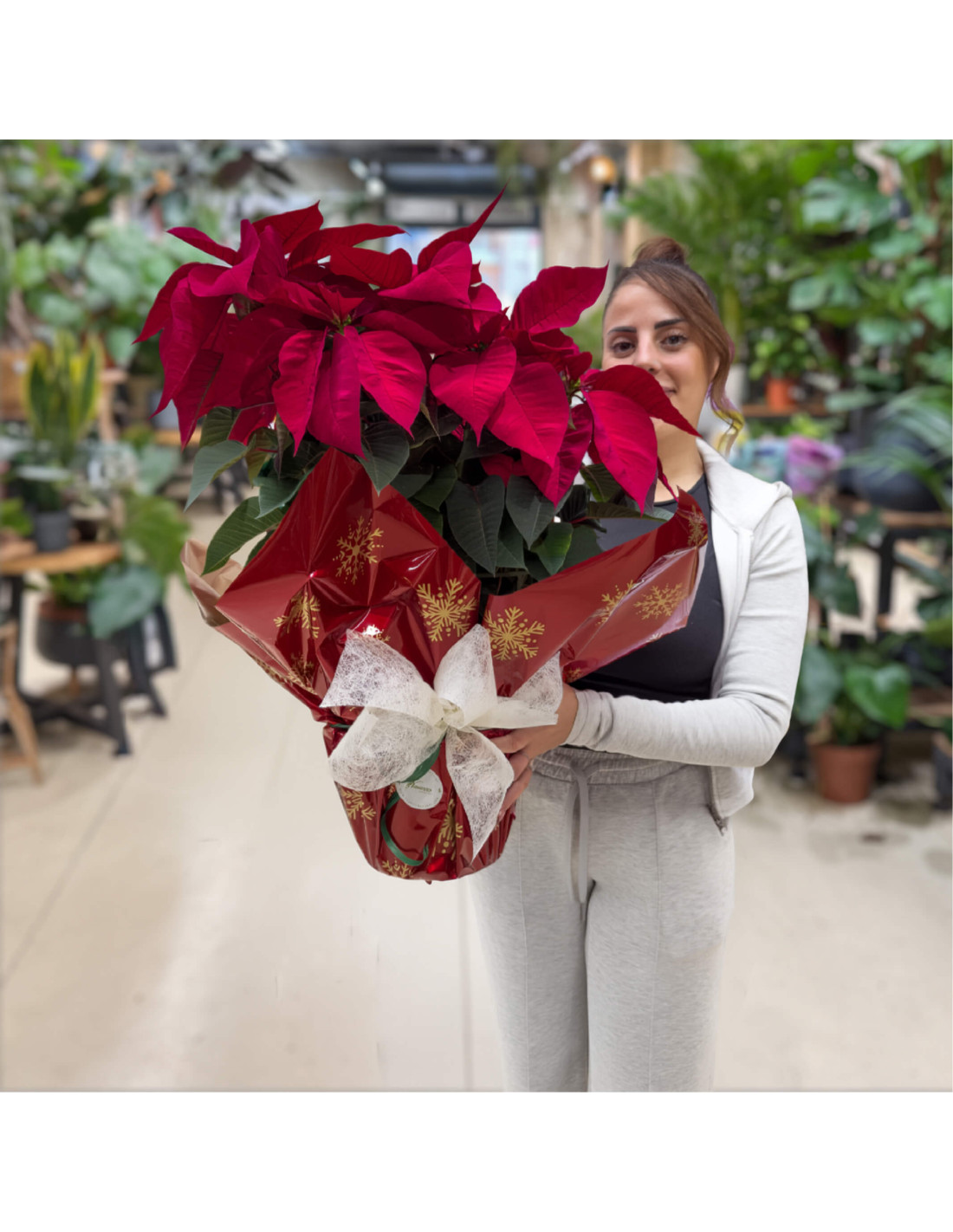 Comprar Planta de Navidad en Barcelona | Flores de Pascua Poinsettias